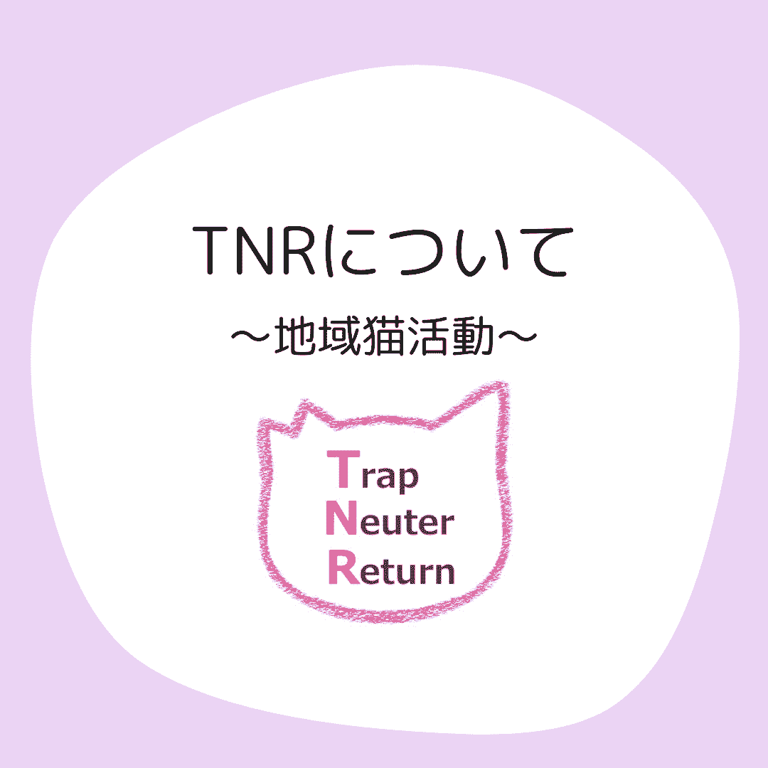 TNR（Trap-Neuter-Return）とは？ かぎしっぽでの活動を紹介します！ - 西宮保護ねこ かぎしっぽ
